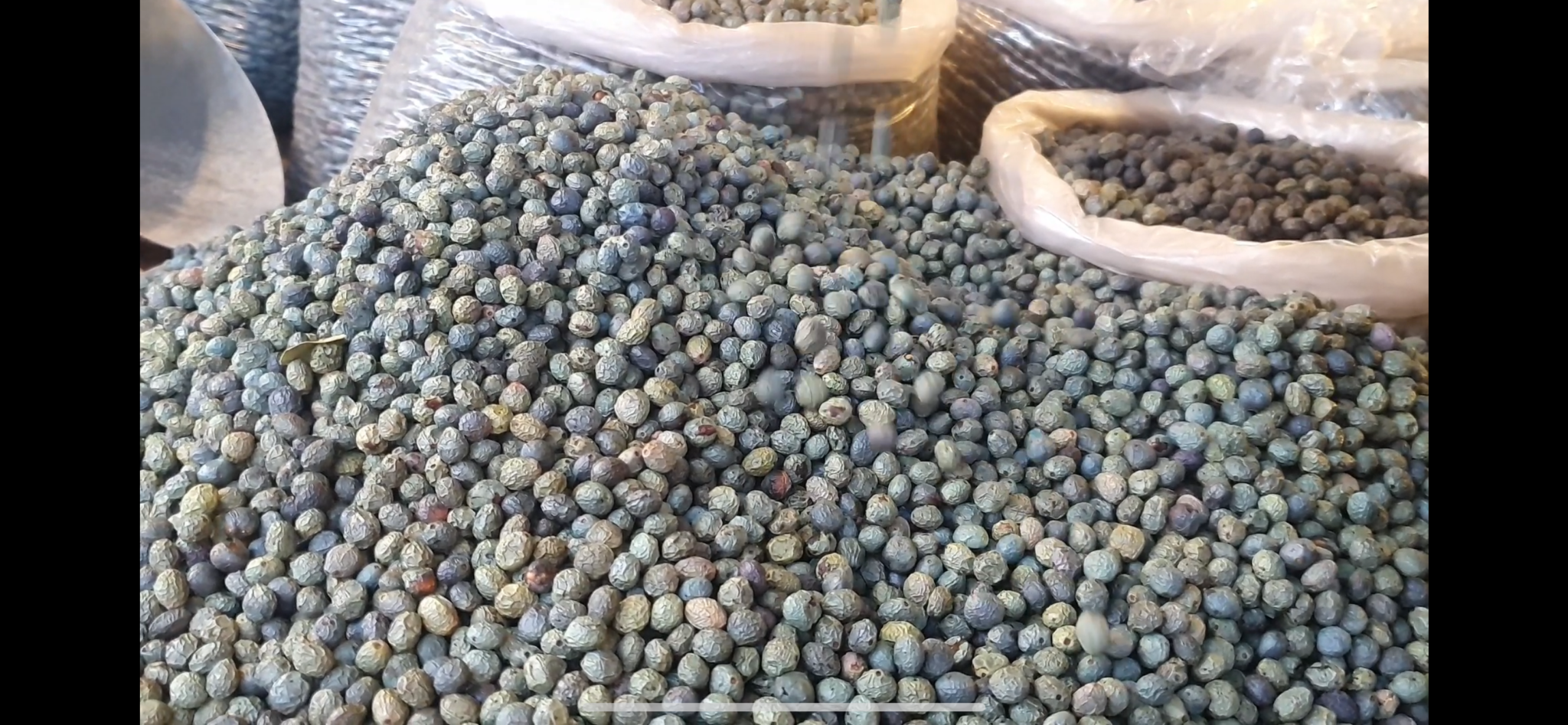 Wild Pistachio Becomes Winter Favorite in Provincial Capital