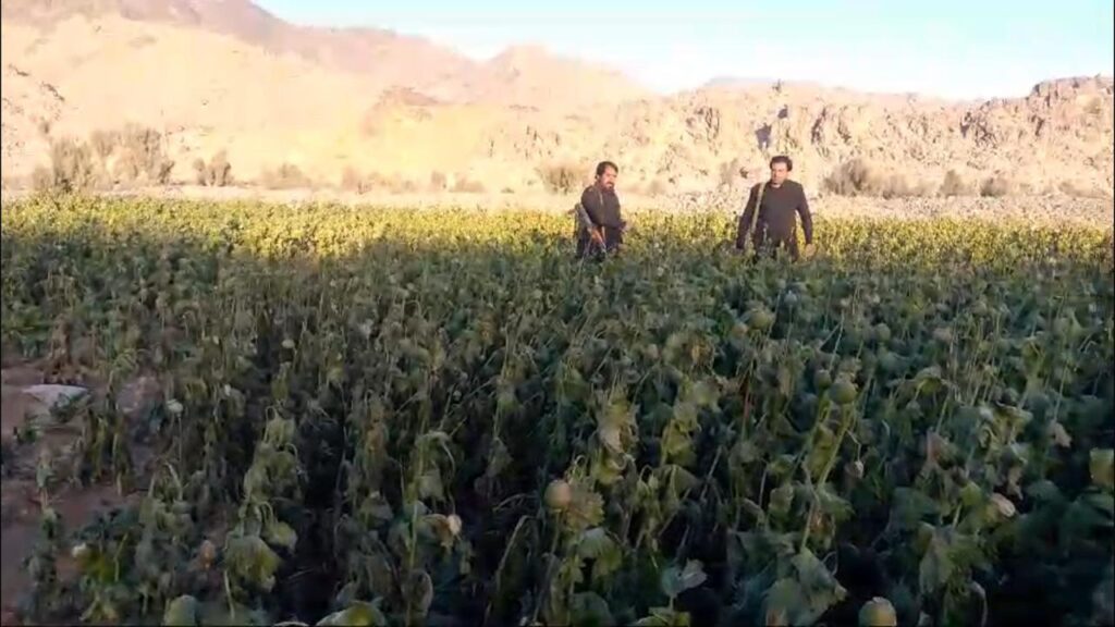 130 Acres of Poppy Crop Destroyed in Qilla Abdullah Operation • Quetta ...